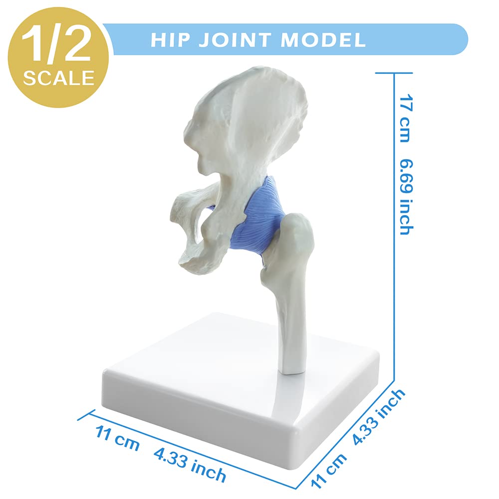 Snapklik.com : Mini Shoulder Knee Hip Elbow Joint Model Set, 1/2 Life ...