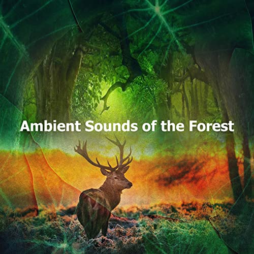Ambient Sounds of the Forest by Forest Sounds For Relaxation on Prime Music