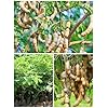 Rukonza Sweet Tamarind/Imli Grafted Fruit Plant (Tamarindus Indica ...