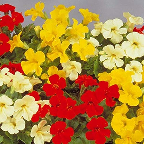 CAPPL Mimulus Mystic Mix Flower Seeds, (Qty: 1000 Seeds) : Amazon.in ...