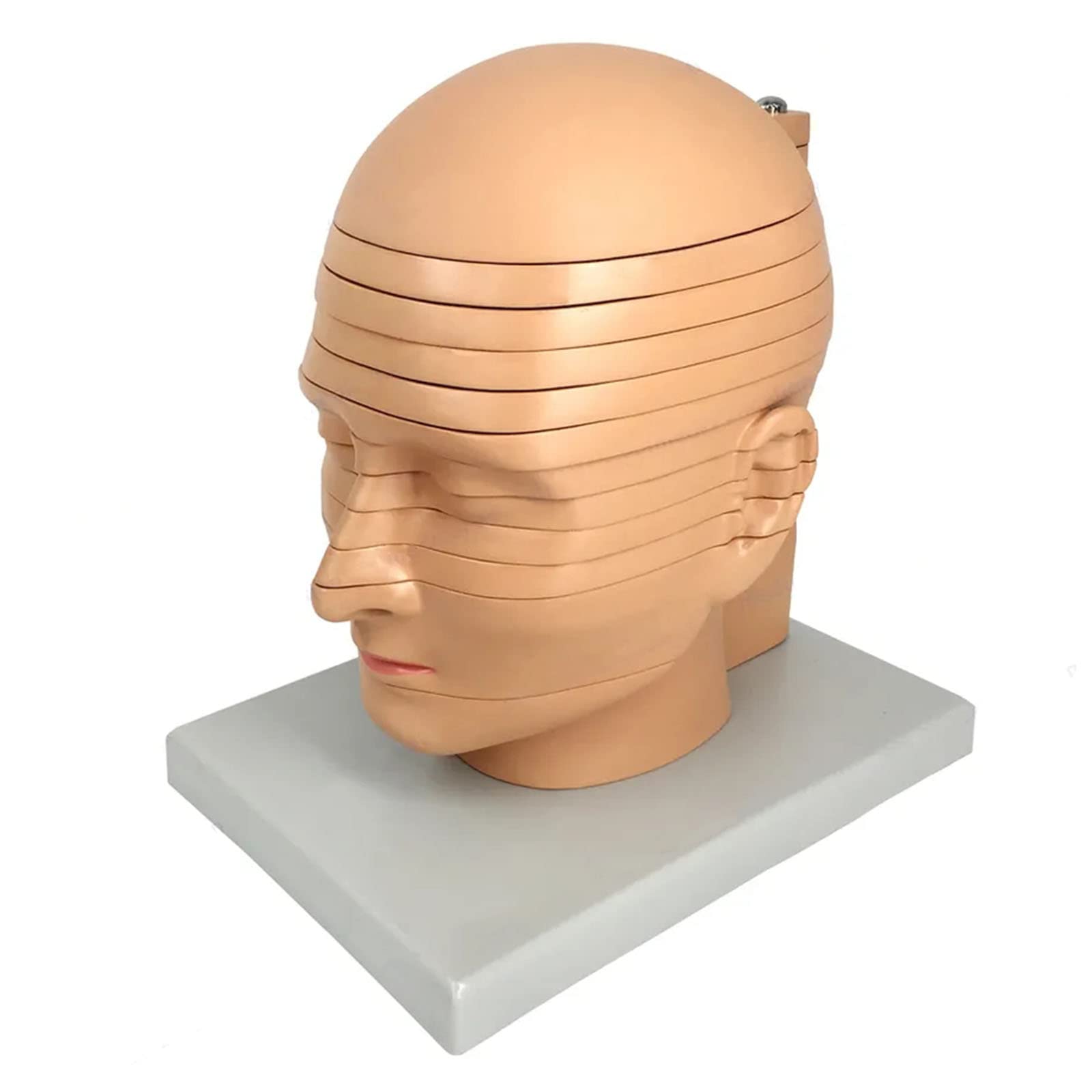 Buy SUZLA Human Brain Cross-Section Anatomical Model Life Size Human ...