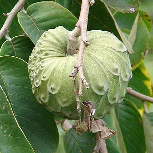 Mphmi Plant Annona cherimola, Hanuman Phal (Grafted) - Plant : Amazon ...