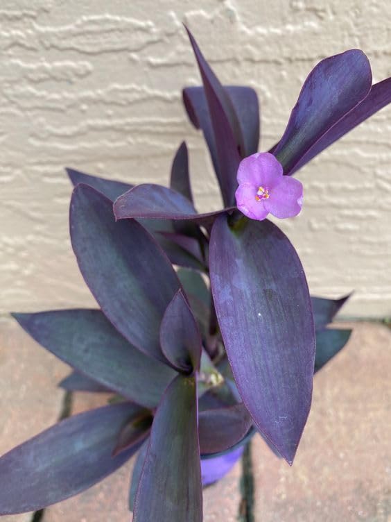 Live Plants Wandering Jew, Tradescantia Pallida - Wandering Jew ...