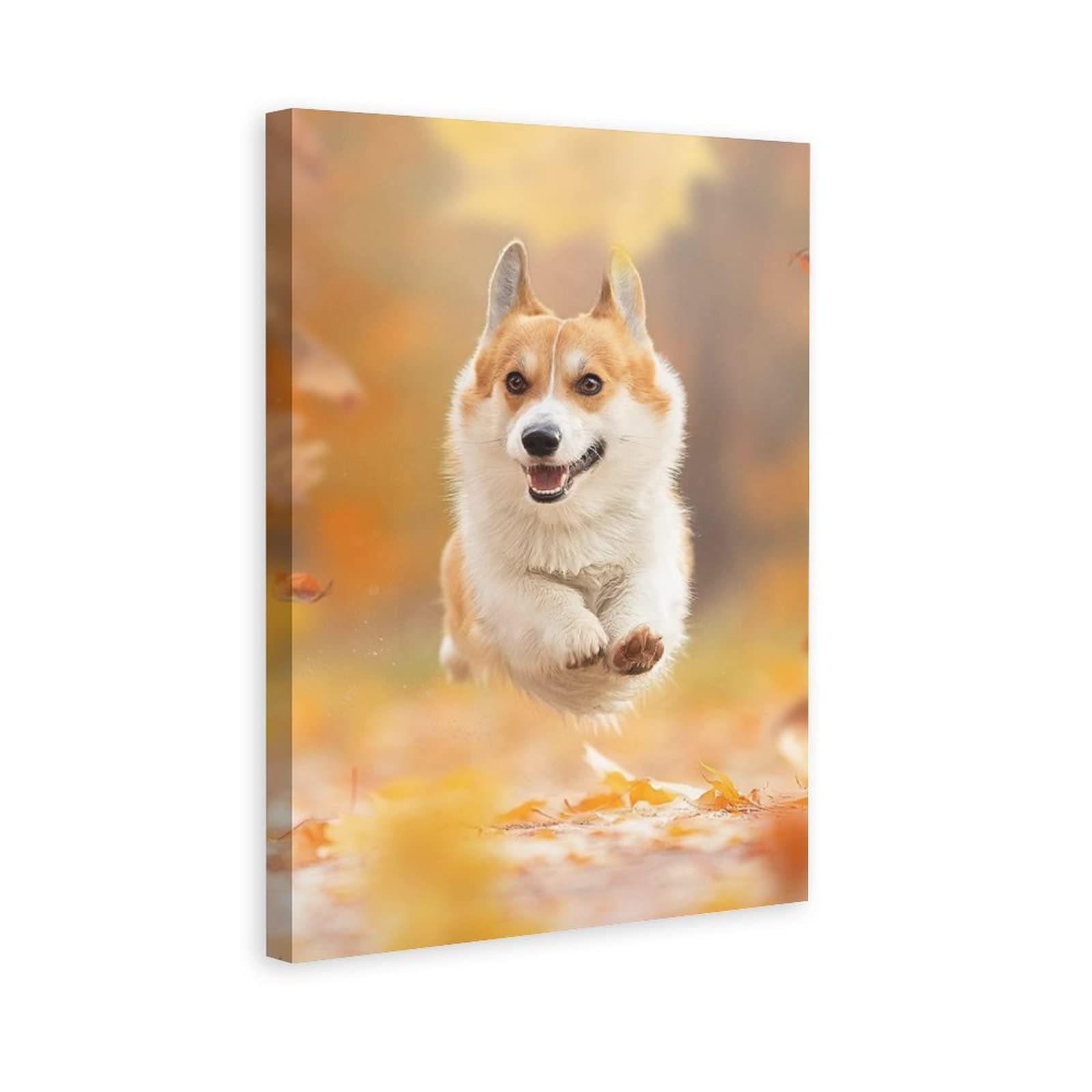 Corgi Jumping