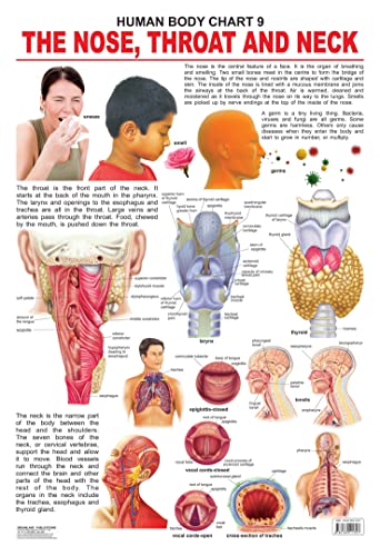 Buy The Nose, Throat & Neck Wall Chart (Human Body Chart) - Both Side ...