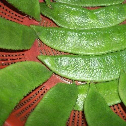 Creative Farmer Vegetable Seeds Shimi Seeds - Dolichos Beans Seeds Best ...