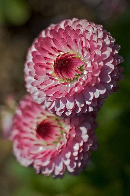 RADHA KRISHNA AGRICULTURE® Daisy flower seeds for Your Garden | lite ...