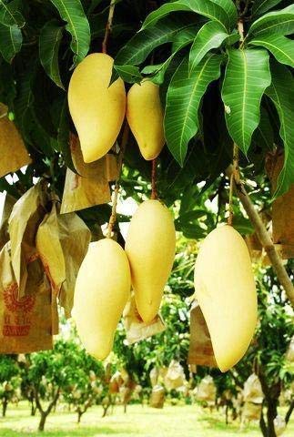 High Yield Elephant Trunk Mango Tree Live Plant for Home Garden ...