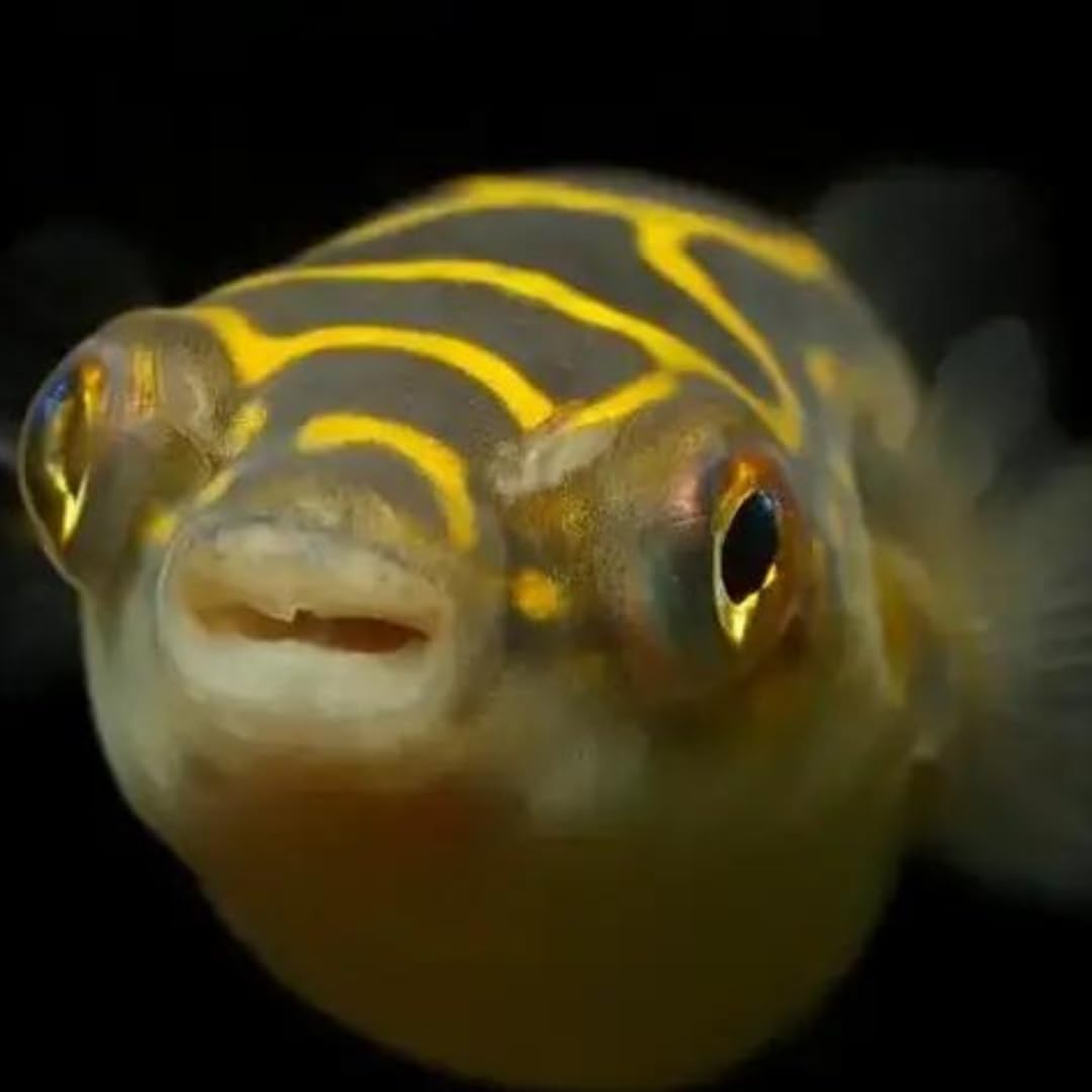 Freshwater Figure 8 Puffer Fish Top 10 Most Popular Freshwater Puffer
