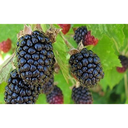 Amazon.com : 1 Triple Crown BlackBerry Plant - 2 Year All Natural Grown ...