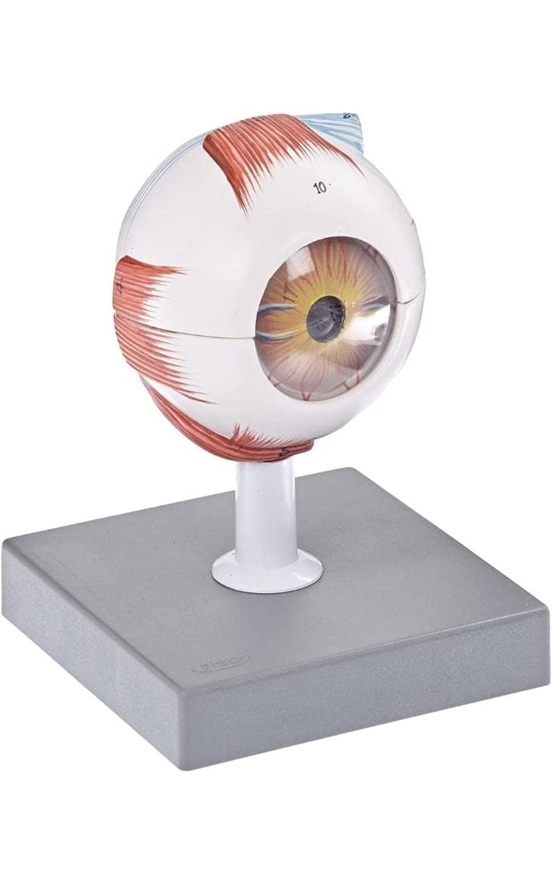 Buy SIMNIS Eye Model Anatomical Model with Detailed Key Card d Eyeball ...