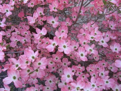 Top 10 Best Dwarf Pink Dogwood Tree : Reviews & Buying Guide - Katynel