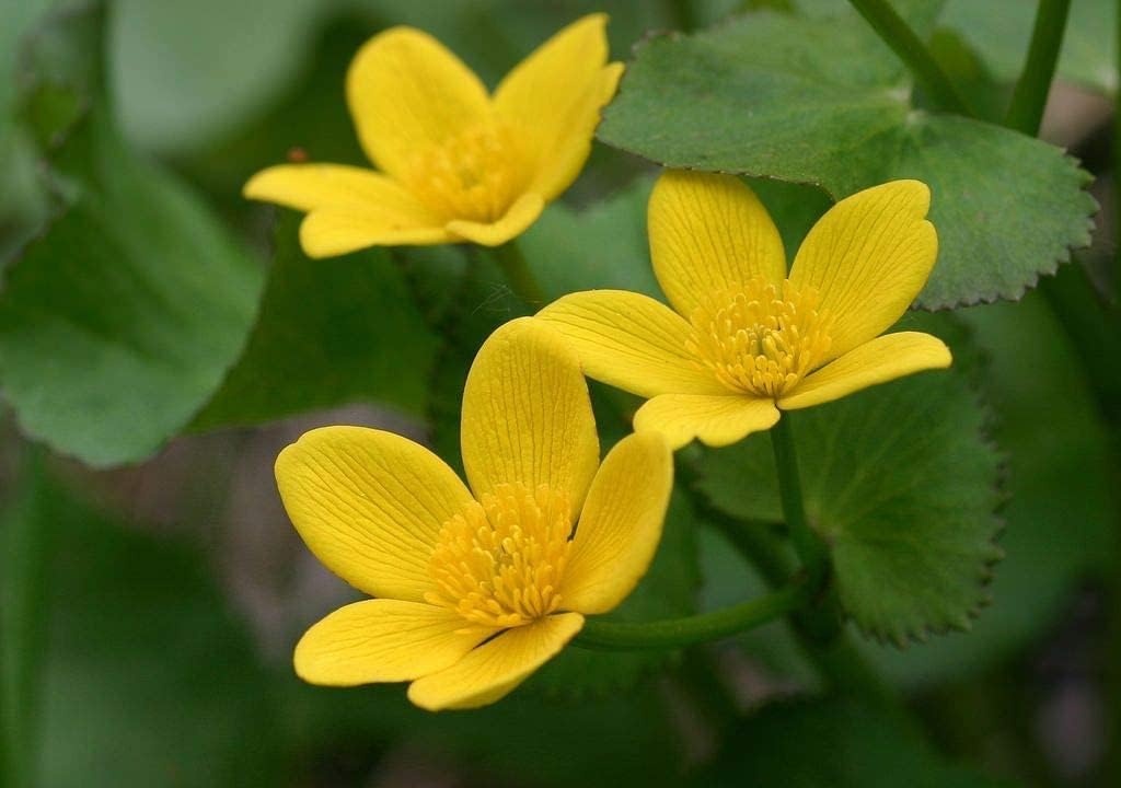 MITRAEE 60pcs Caltha palustris Marsh Marigold Flower Seeds – Yaxa Colombia