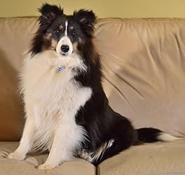 Amazon.com: Rune Thief: a fish out of water urban fantasy (Isabella Hush Series Book 1) eBook ...