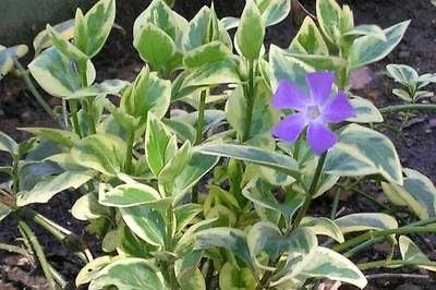 Amazon.com : Vinca major 'Variegata' AKA Vinca maculata, Big Leaf ...