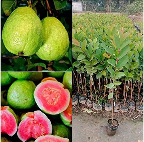 Everfit Agro hybrid Allahabad Safeda Variety Guava Grafted Live Plant ...