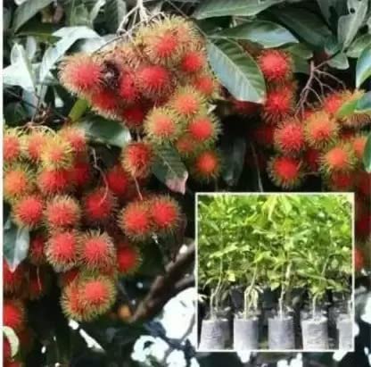Cloud Farm Live Rare Red Rambutan Hybrid Exotic Fruit Seedling Live ...