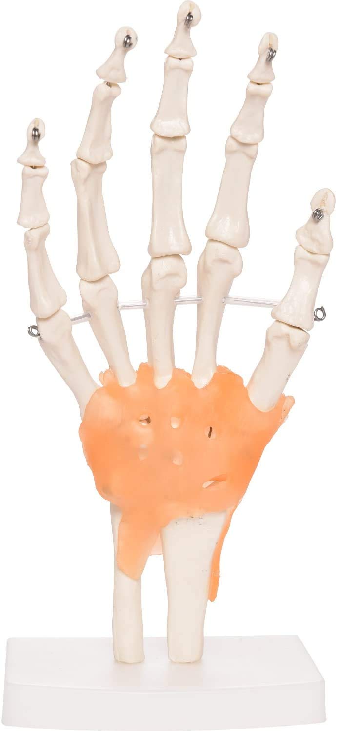 Human Skeleton Hand Female Skeletal Hands & Feet