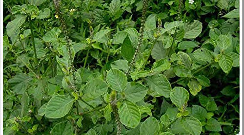 PLANTS Live Chirchita Medicinal Plant : Amazon.in: Garden & Outdoors