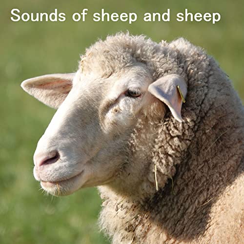 Sounds of sheep and sheep by Sounds of sheep and rams bleating, 양과 숫양이 ...
