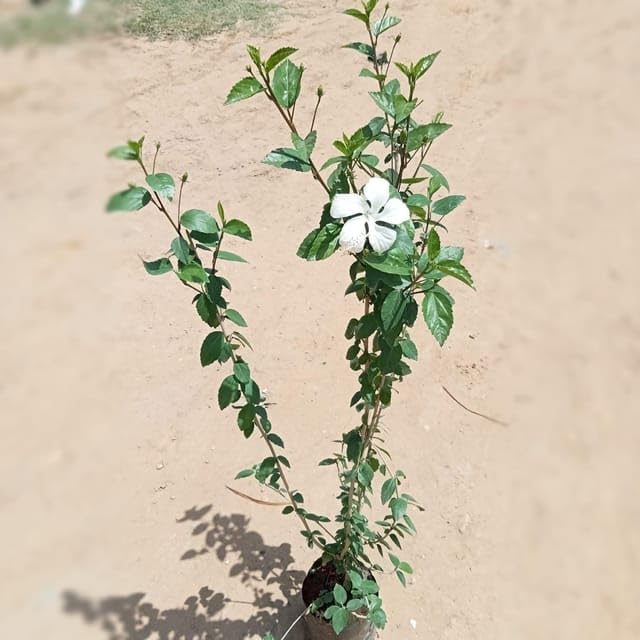 Hibiscus Flower Gudhal White in 7 Inch Nursery Plant : Amazon.in ...