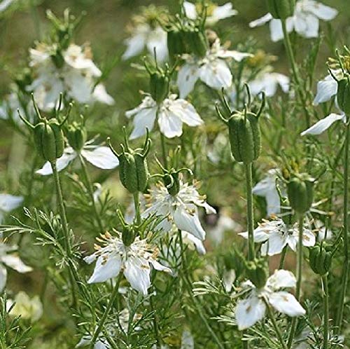 Cumin plant - How to grow & care