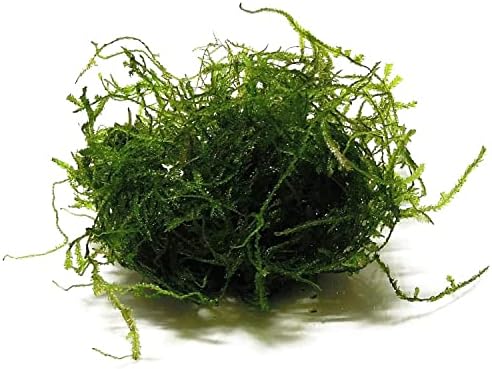Amazon.com: Big Kahuna Aquatics - Java Moss Taxiphyllum Barbieri Easy ...