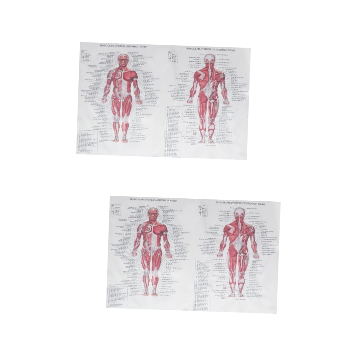 Homoyoyo 2pcs Poster Musculoskeletal Picture Muscle Anatomy Chart ...