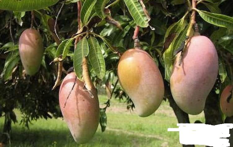 Exotica Orchids Kishen Bhog Mango Plant-Grafted : Amazon.in: Garden ...