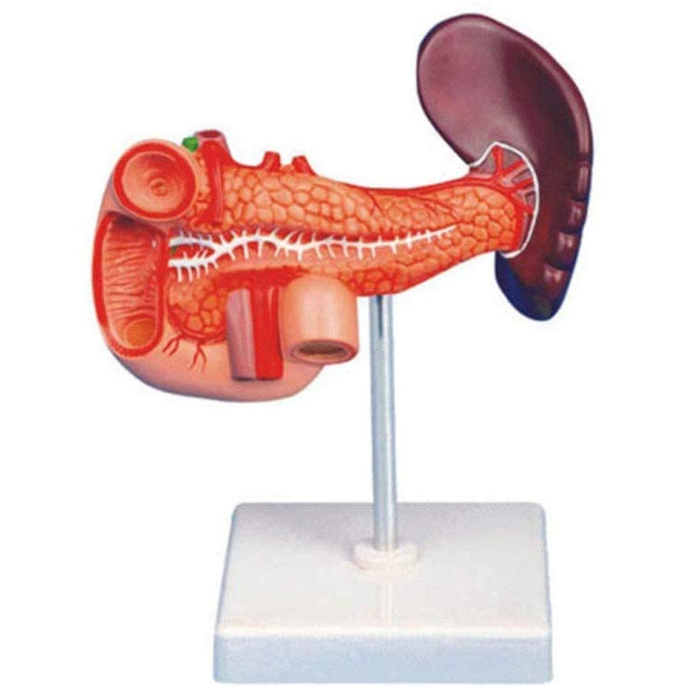 Buy Educational Model Hepatopancreas Model 1: 1 Pancreas Liver ...