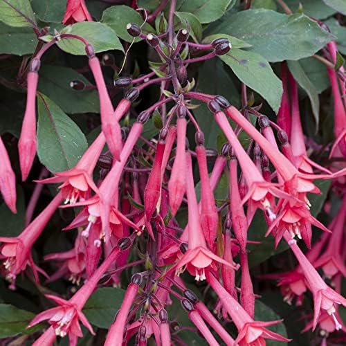 Trailing Fuchsia Plants 'Eruption' Half-Hardy Perennial Pink Blooms ...