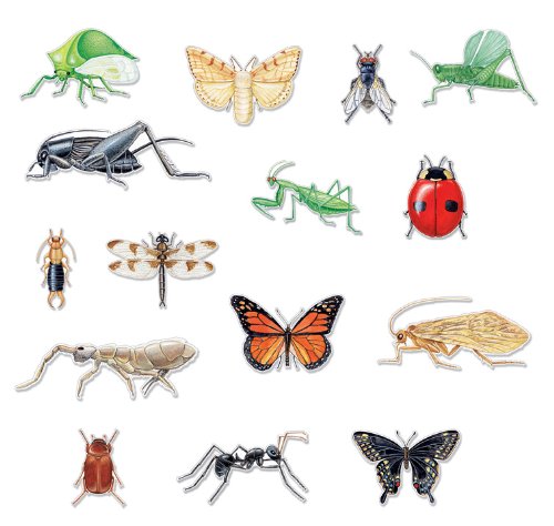 Amazon.com: Insects Bulletin Board Set: 9780742404342: Carson-Dellosa ...