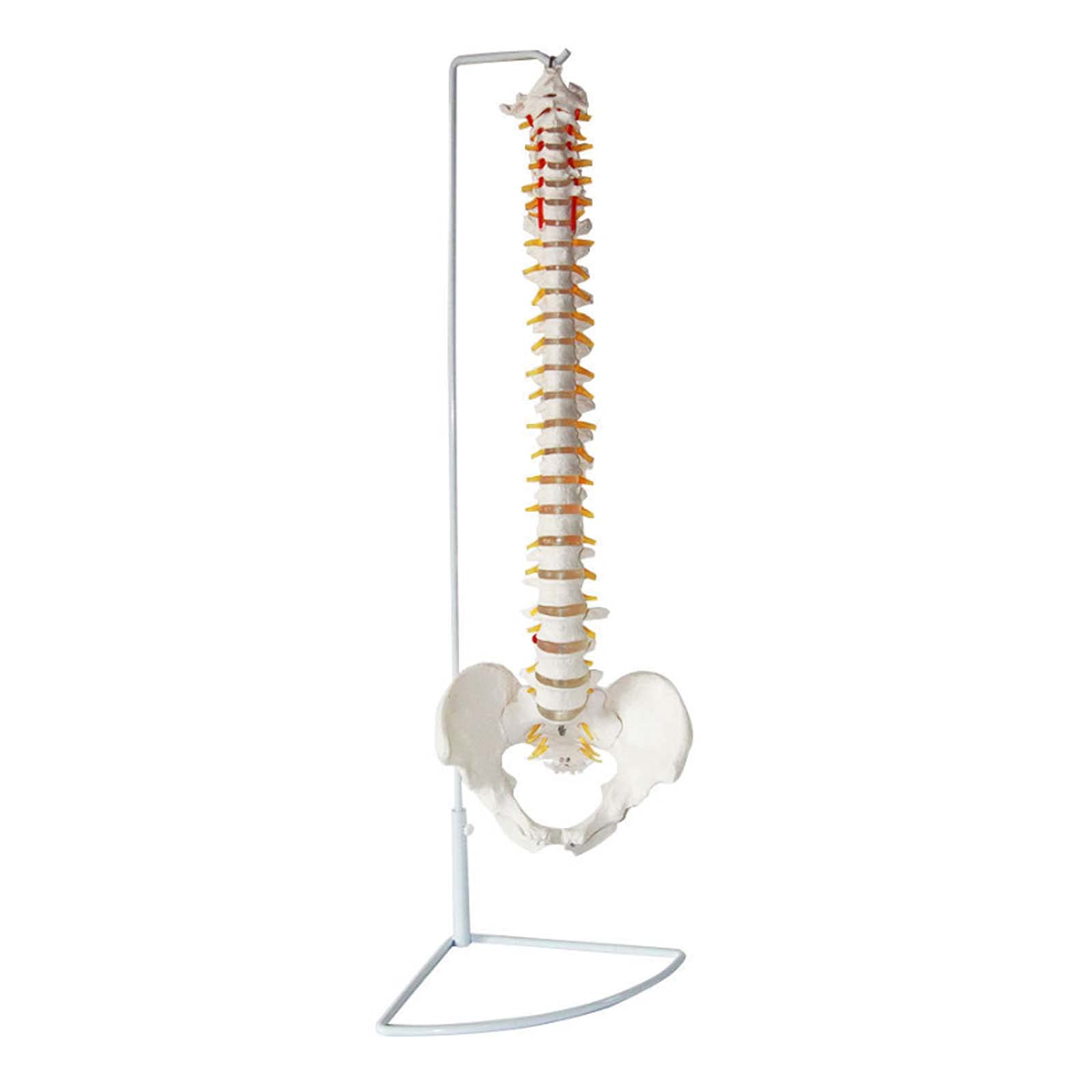 Buy XHLLX Human Spine Model with Base Flexible Chiropractic Spine Model ...