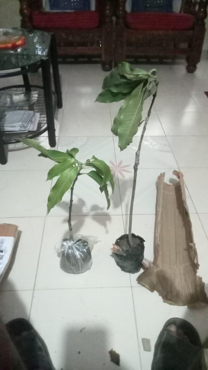 THE GREEN VIEW GARDENS Mango Thai Catimon Katimon All month Sweet Fruit ...