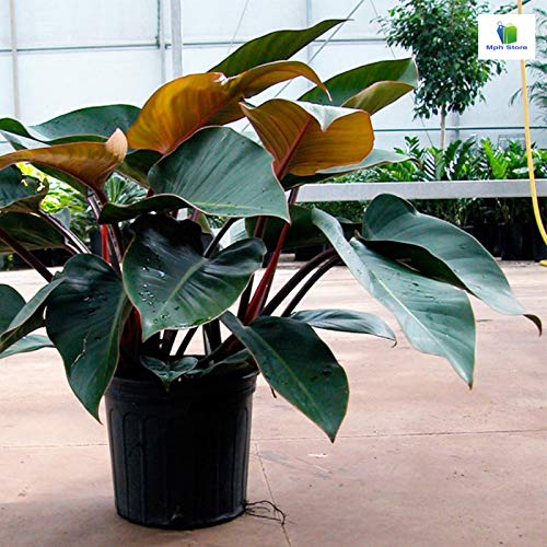 Mphmi Philodendron Red Congo - Plant : Amazon.in: Garden & Outdoors