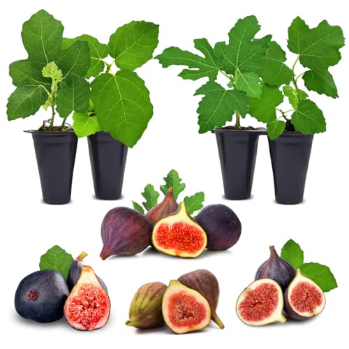 Best Fig Tree Seeds: Grow Your Own Delicious Figs at Home - Totally ...
