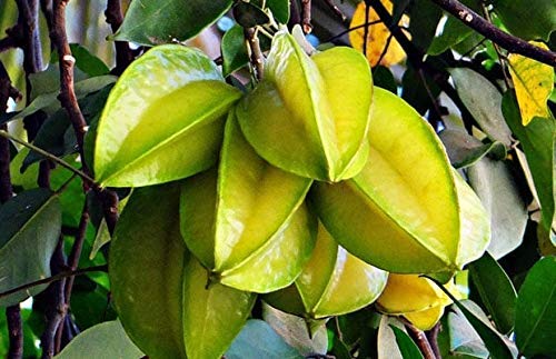 Star Fruit/kamrakh (Sweet) Live Plant by GREEEN Earth : Amazon.in ...