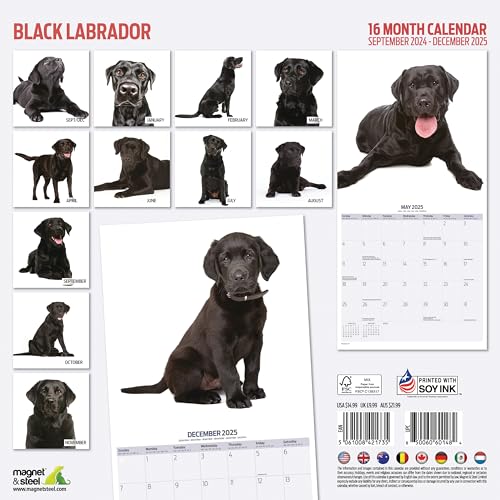 Labrador Black 2025 Modern Calendar – BigaMart