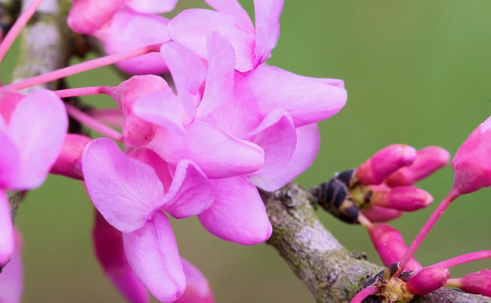 Amazon.com : 15 Texas Redbud Tree Seeds for Planting - Cercis ...