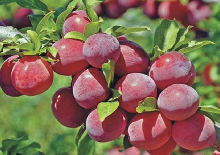 Shopaholic Aloo Bukhara Plum Tree Alpakoda Pazham Alu Bokhra Alu ...