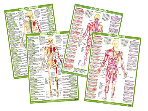 Buy Chartex Skeletal Muscles Charts Set of 4 - A1L-0105C ...