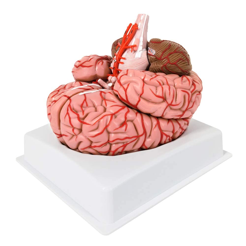 Buy Human Brain w/Arteries, 9 Part Brain with Arteries Model, Human ...