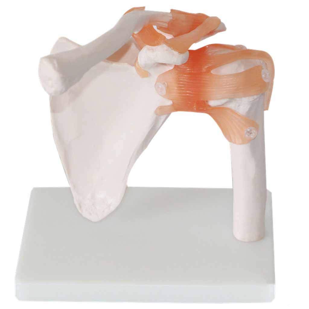 Buy Shoulder Joint Model - Life Size Shoulder Joint Anatomy Model with ...