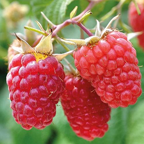 Raspberry Rubus idaeus 'Malling Promise' Deciduous Hardy Fruit Tree ...