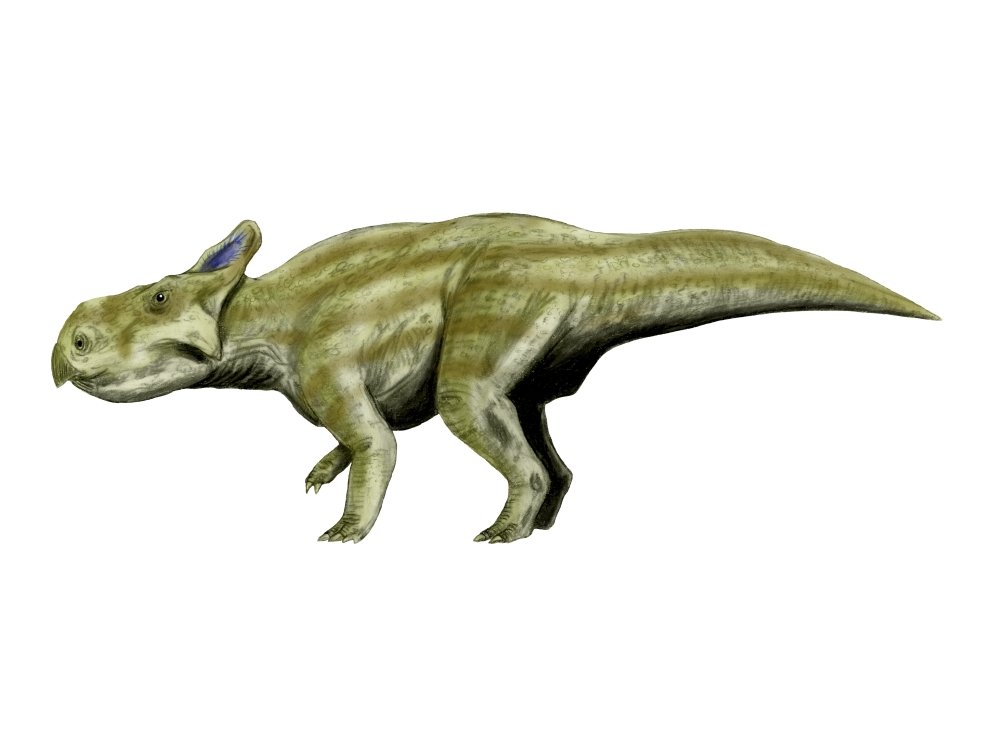 Montanoceratops