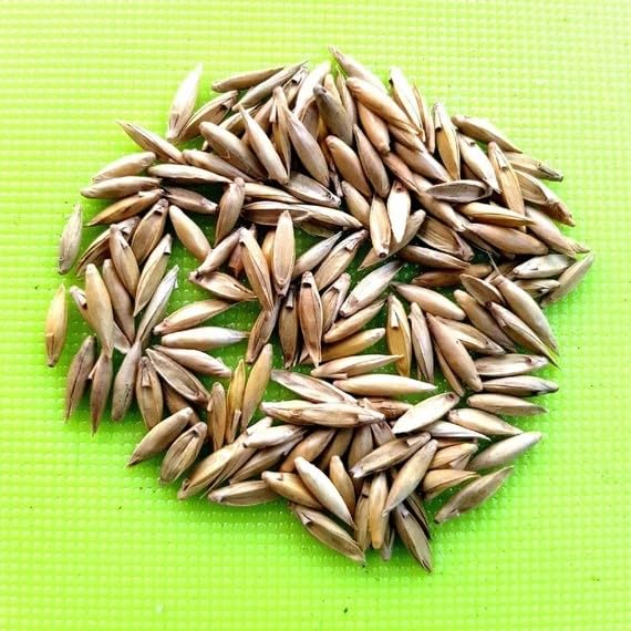 Lucky Bamboo seeds (152 seed per packet) : Amazon.in: Garden & Outdoors