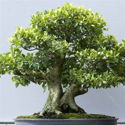 Mphmi Live Plant Nursery NCR Plant Ficus Bonsai - Plant Ficus Bonsai ...