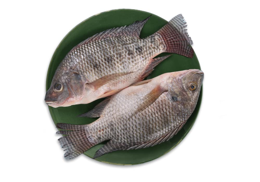 FreshToHome Tilapia / Jalebi Fish (Large) | Whole | 480g to 500g Pack ...
