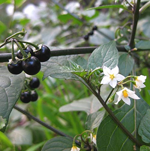 Kali Makoi - Solanum Nigrum Herbal Plant With Pot : Amazon.in: Garden ...