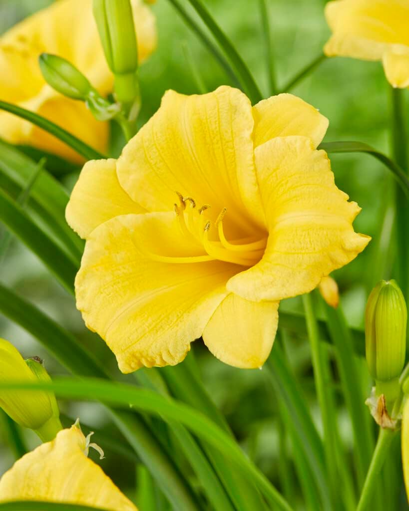 Amazon.com : Votaniki Stella D' Oro Daylily Bulbs - Long Lasting Blooms ...